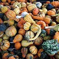 mixed gourds | TOM'S Farm Market